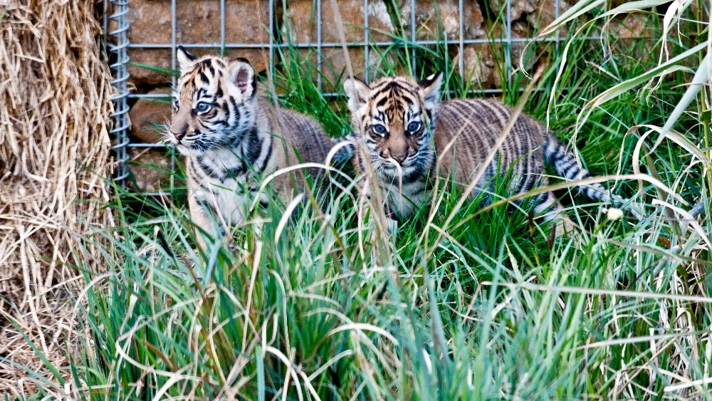 Rare tiger cubs make public debut at London Zoo | ITV News London
