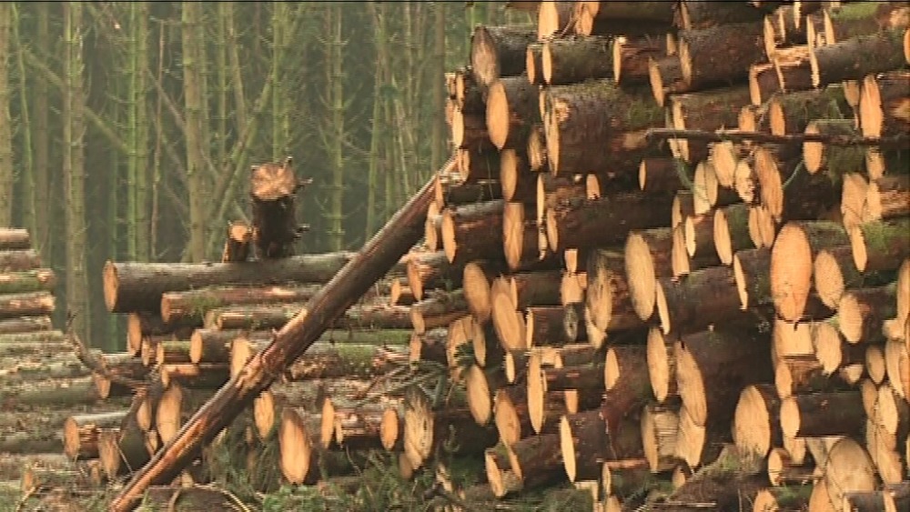 Report highlights the importance of forestry industry | ITV News Border