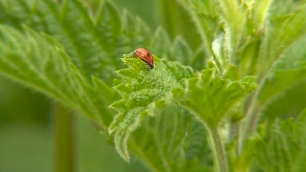 Simon's Blog - Be Nice To Nettles Week | ITV News Meridian