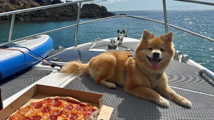 'Jersey's loneliest dog' has finally been rehomed and now enjoys beach ...