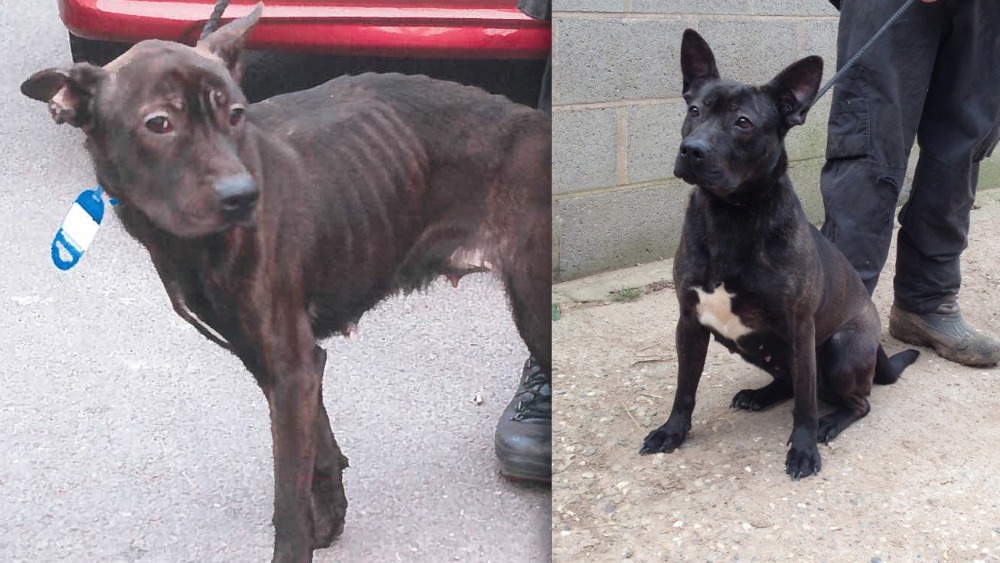 Shocking pictures show how badly malnourished one rescue dog was - but ...