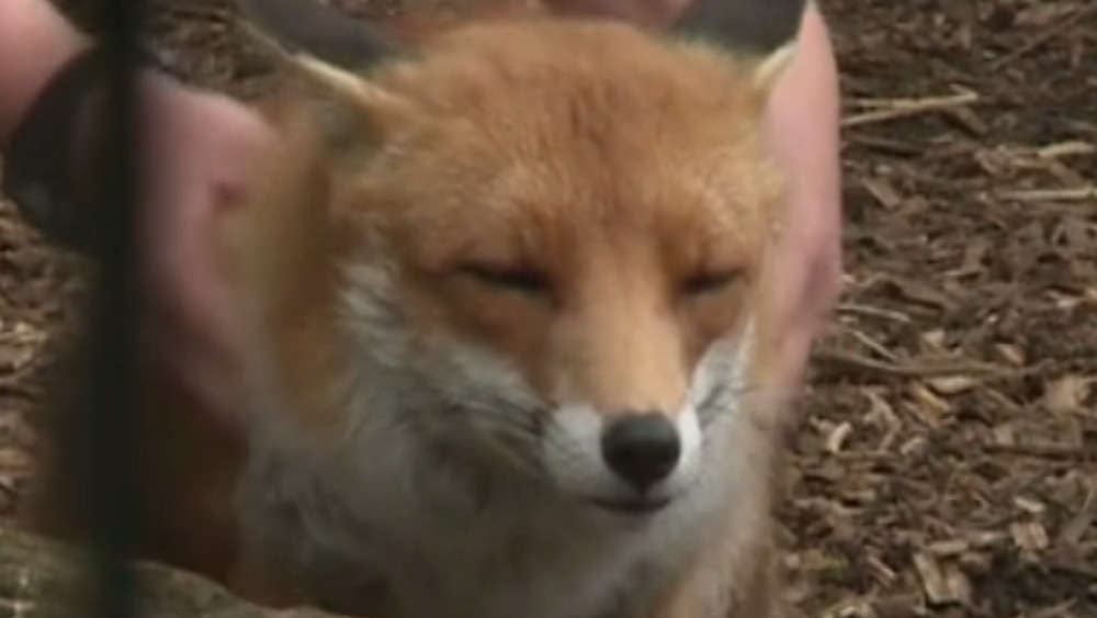 Fox rescued in Leeds confused about his identity | ITV News Calendar