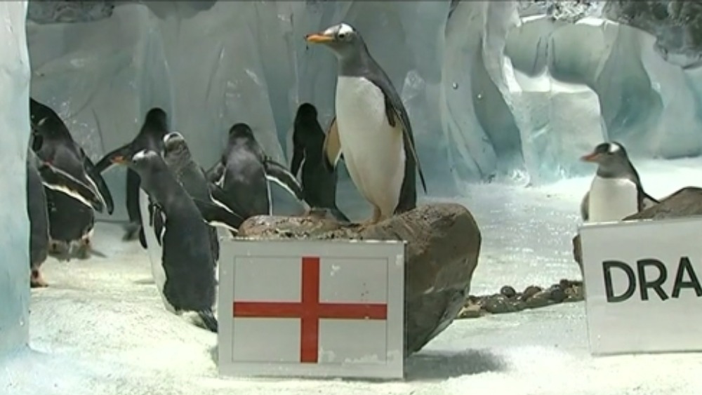 World Cup: Psychic penguins and 'England Street' | ITV News