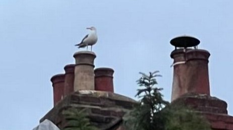 North London residents terrorised by dive-bombing seagull and one ...