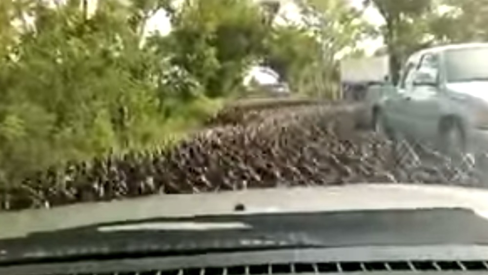 Duck 'stampede' stops traffic in Thailand | ITV News