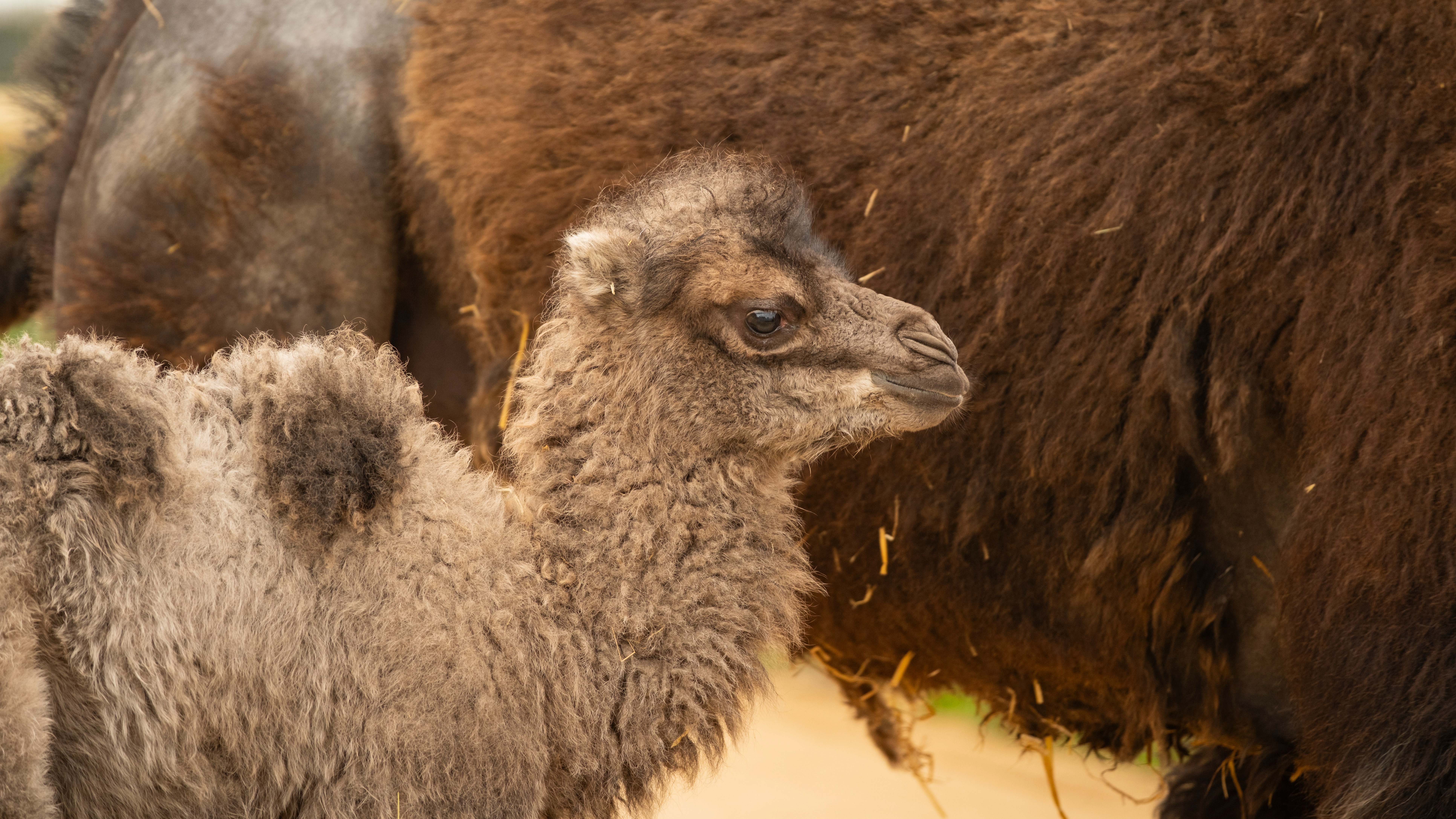 First baby camel in eight years is born at Whipsnade Zoo in ...