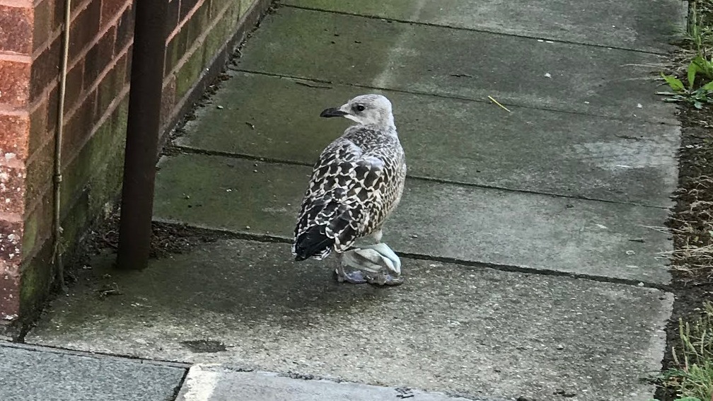 Essex Wildlife Hospital frees gull with face mask tangled around its ...