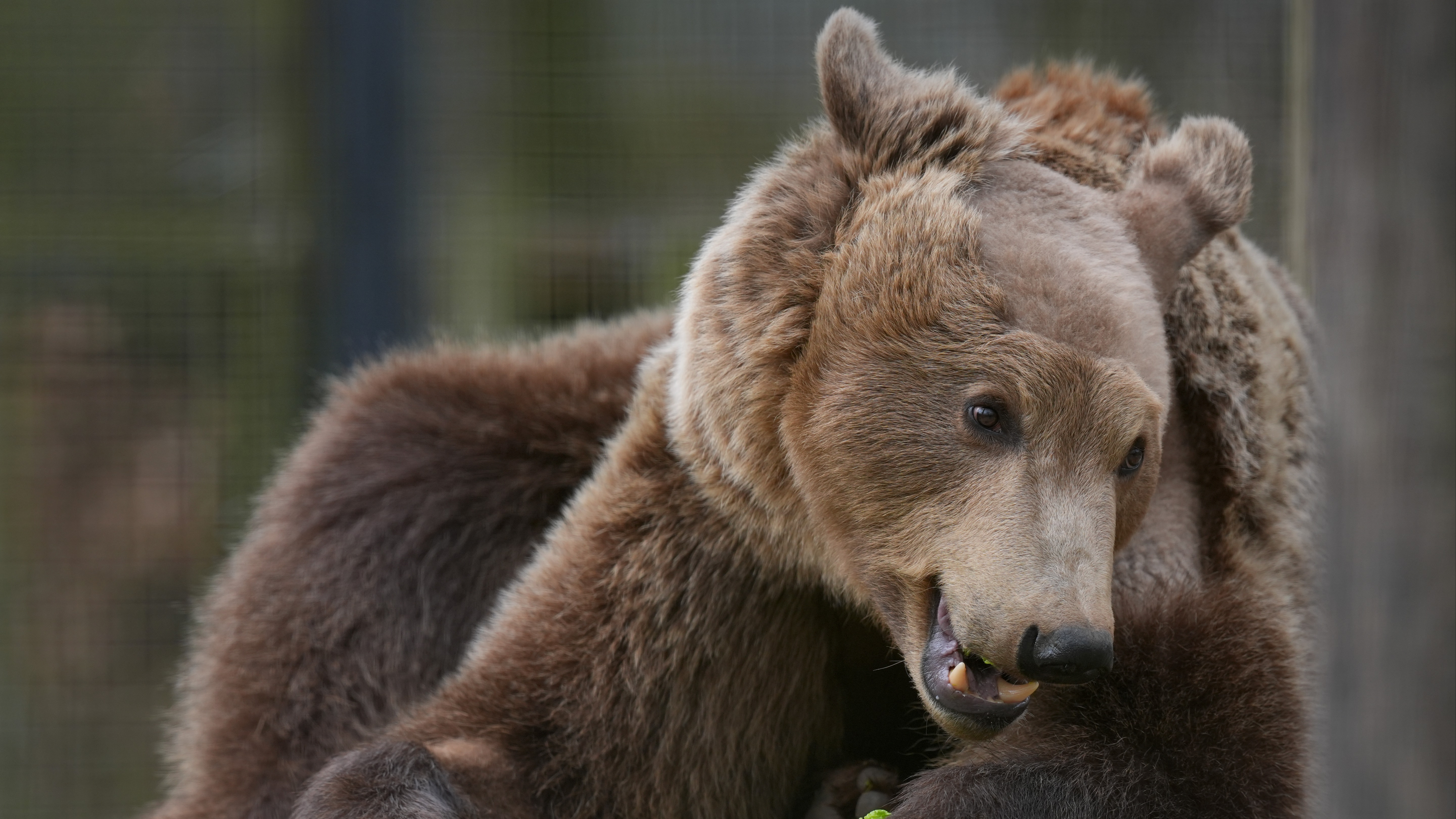 Bear Body Boki, The First Brown Bear From Kent To Undergo Brain