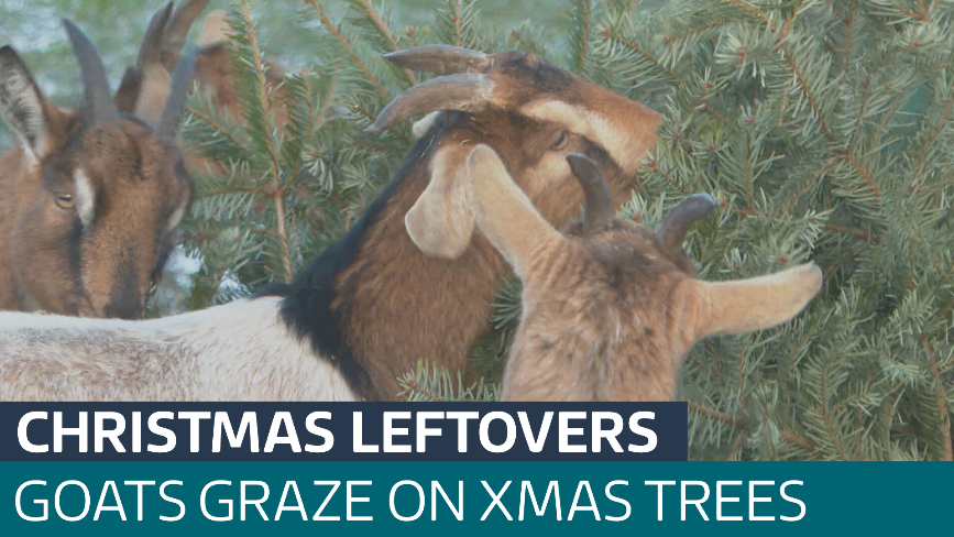 Goats enjoy grazing on Christmas tree leftovers on Northumberland farm ...