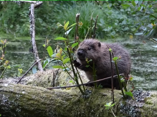 Birth of two beaver kits in West Dorset is an 'extremely positive sign ...