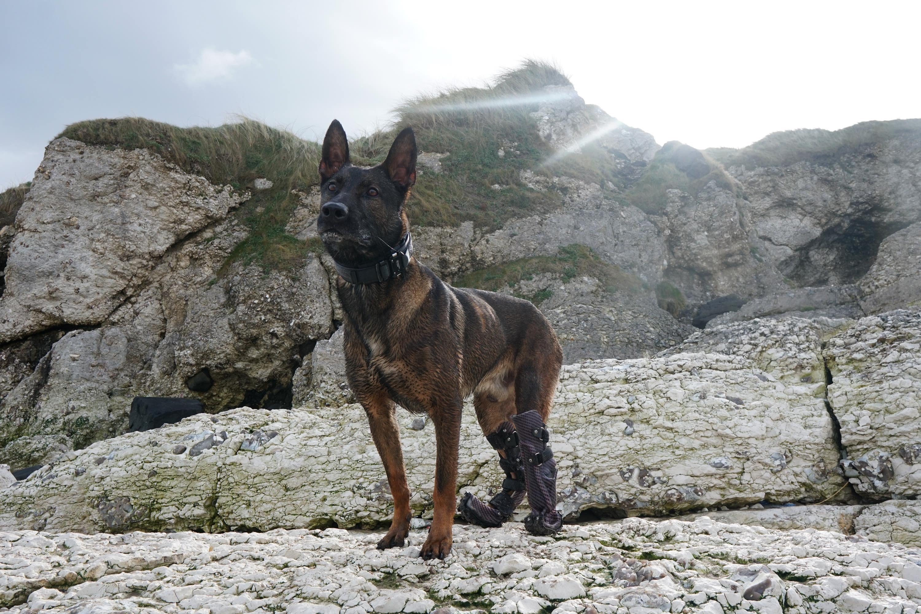 Meet Kuno, the fearless military dog awarded for tackling an al Qaeda ...