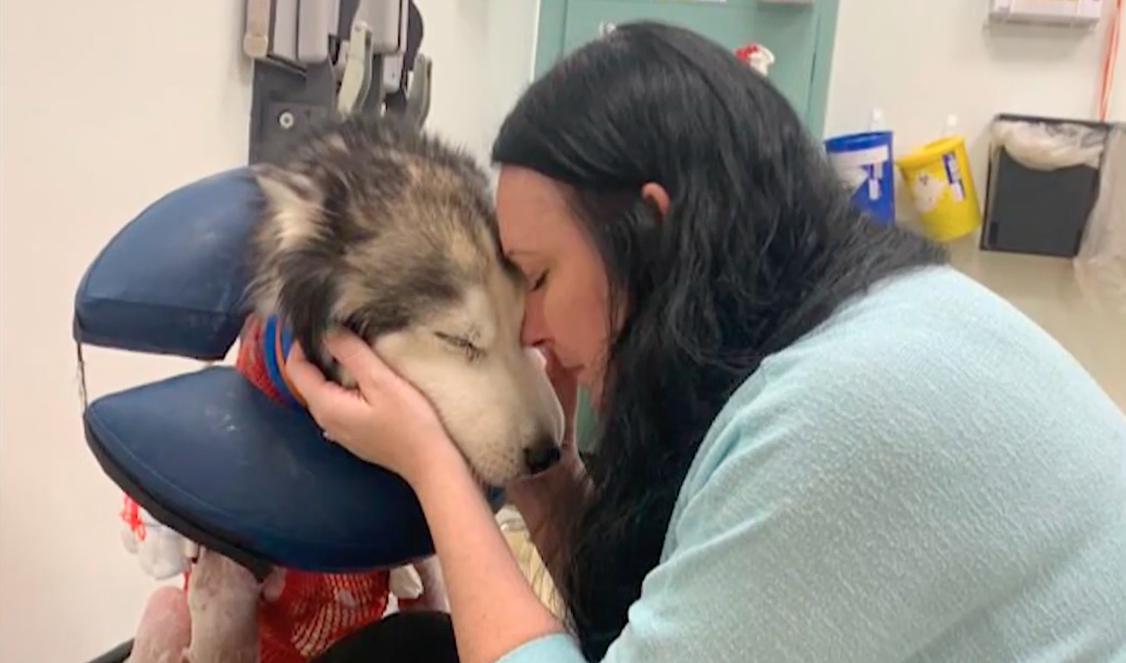 Hopes for 'safe area' for dogs after husky seriously injured during ...