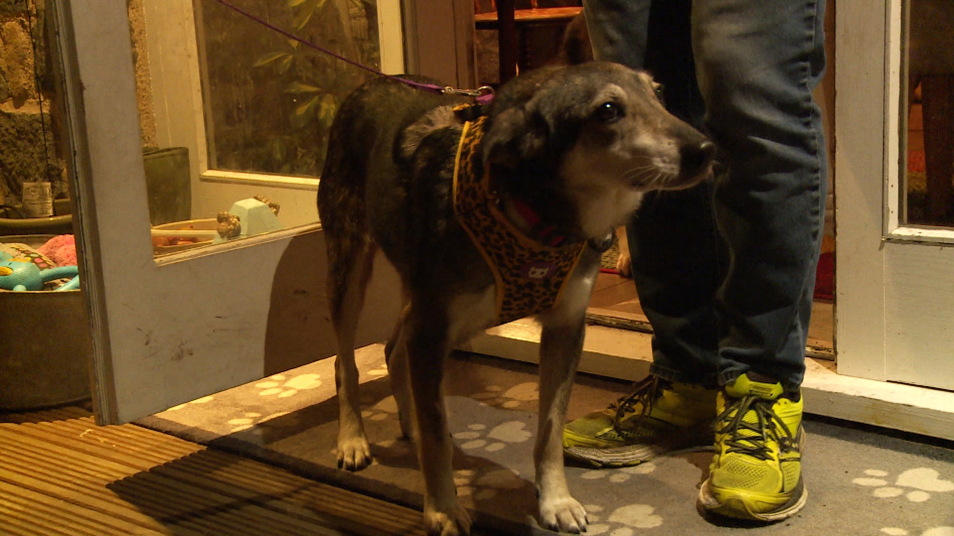 Dora returns from exploring in Guernsey | ITV News Channel