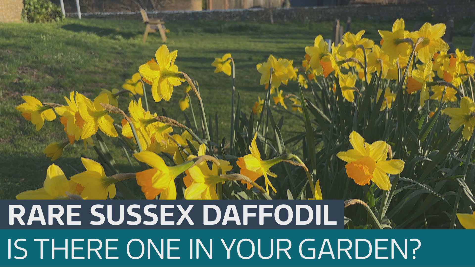 Hunt underway for rare Sussex daffodil - Latest From ITV News