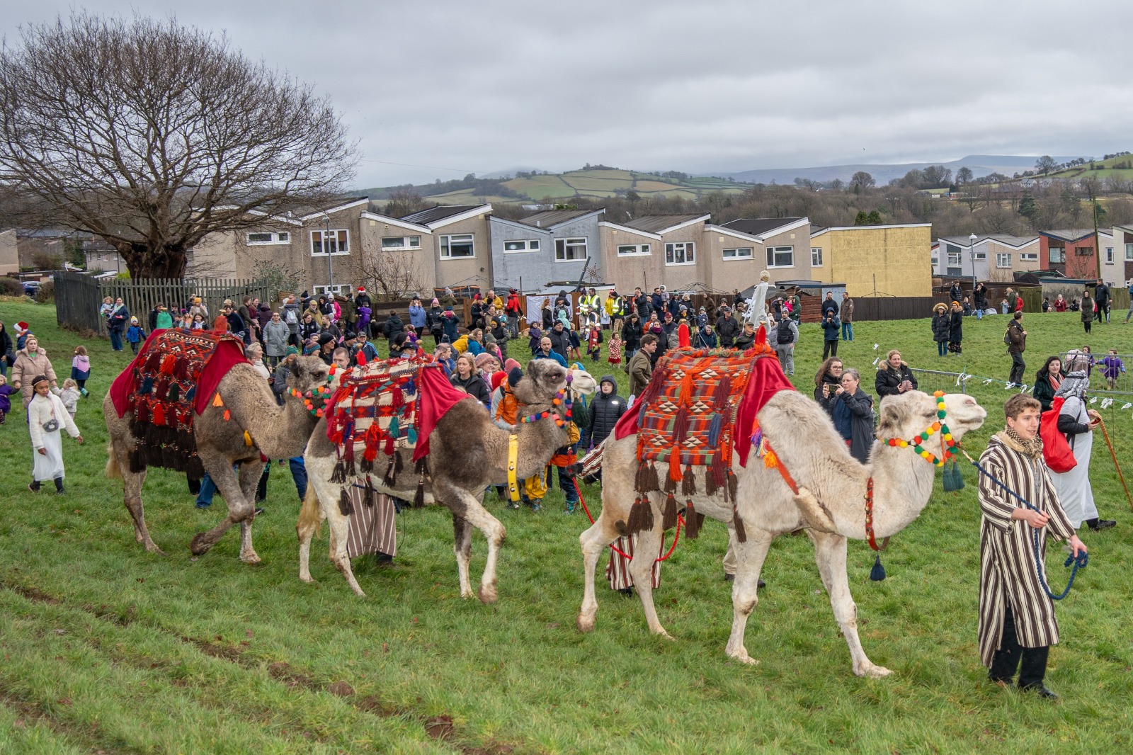 Real camels walk through Brecon streets for living nativity | ITV News ...