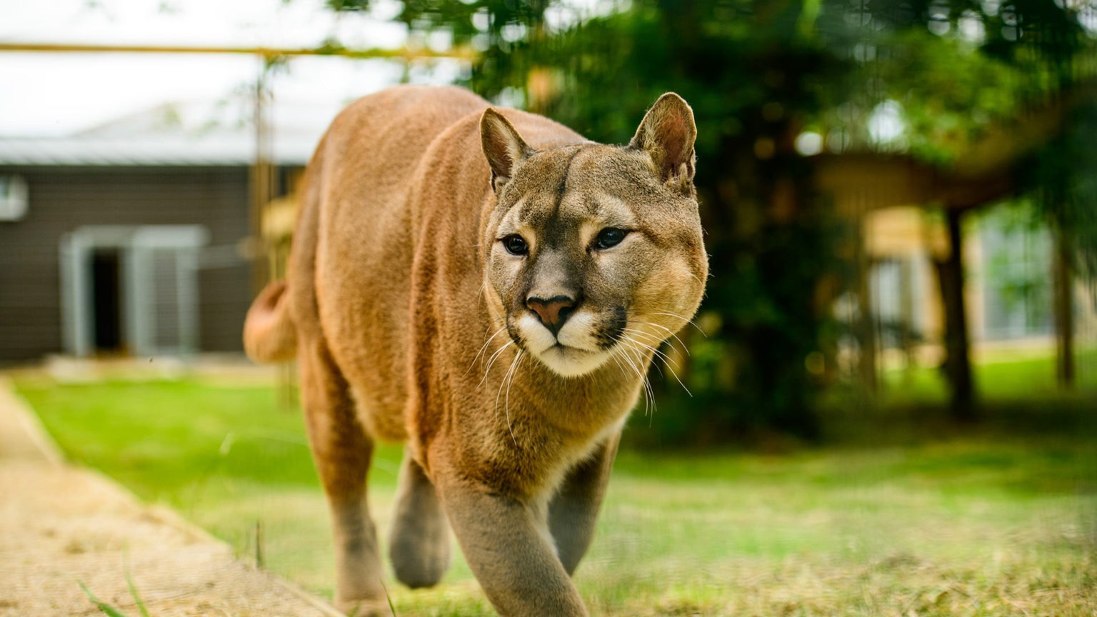 Arthritic puma receives new home to protect it by Lincolnshire trust ...