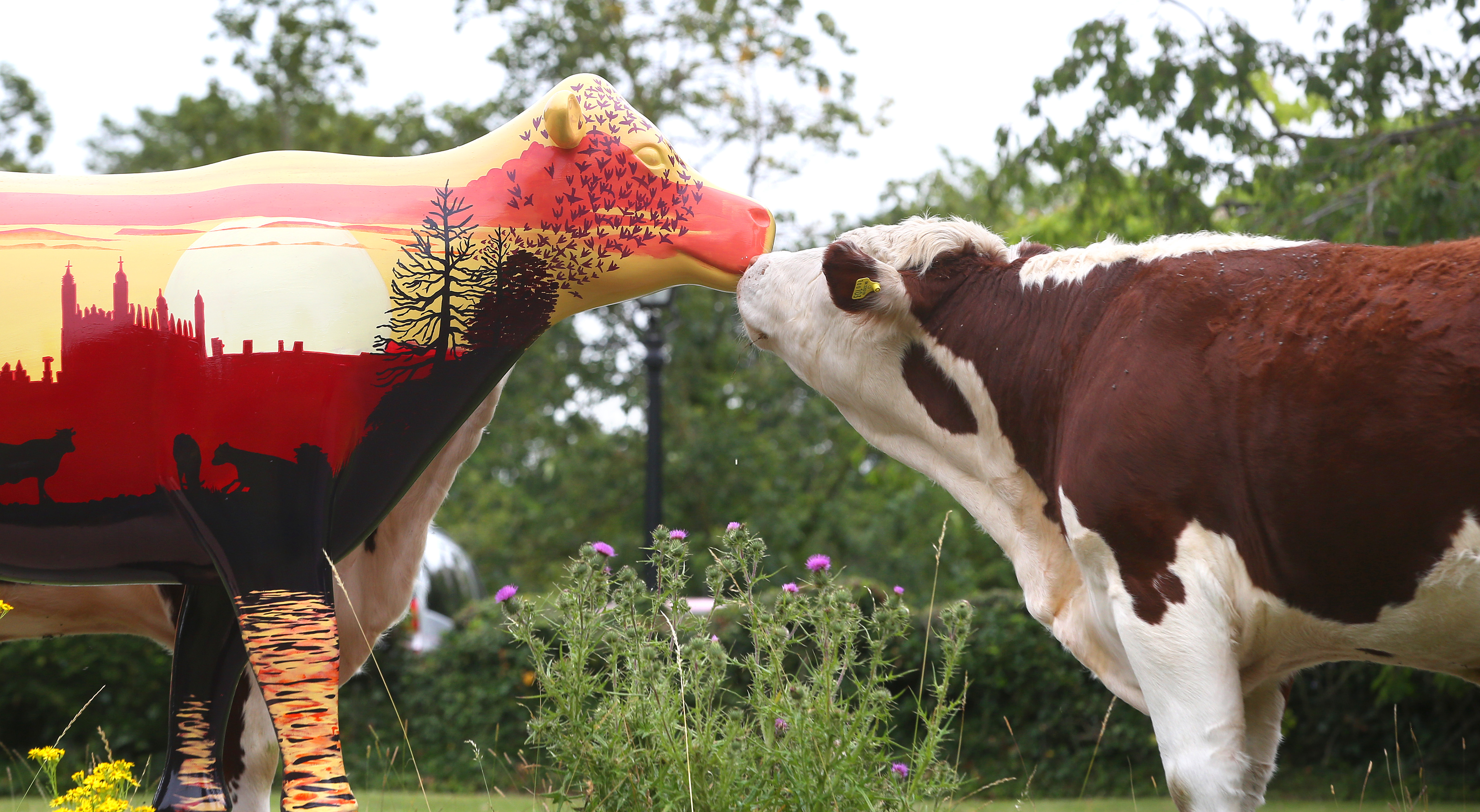 Seen but not herd: 90 brightly coloured cows take up residence in ...