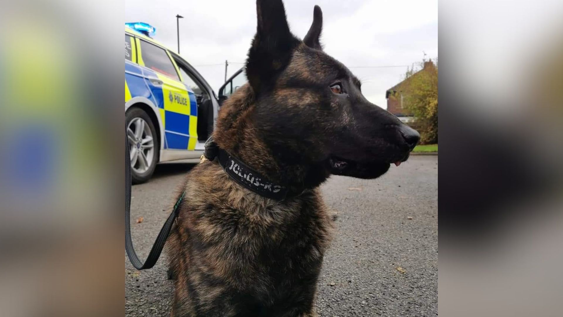 Police dog Benson finds burglar hiding in Christmas trees in Sheffield ...