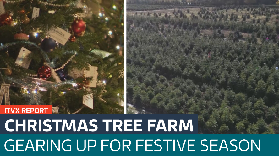What makes the perfect tree? UK's largest Christmas Tree farm prepares ...