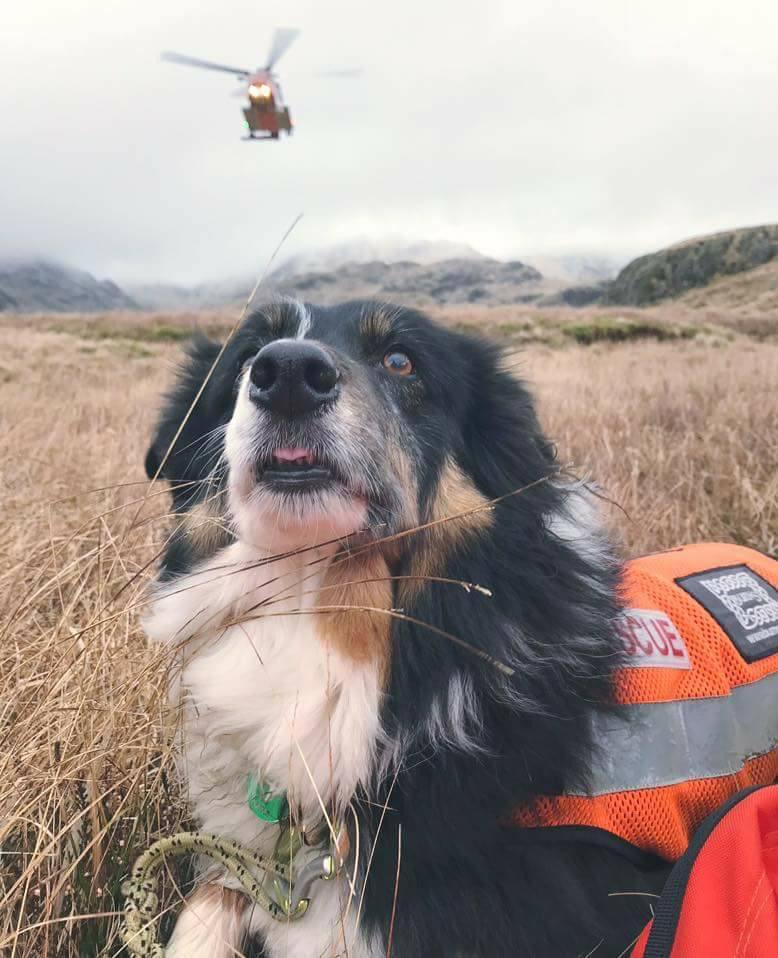 Lake District's oldest mountain rescue dog puts her paws up | ITV News Border