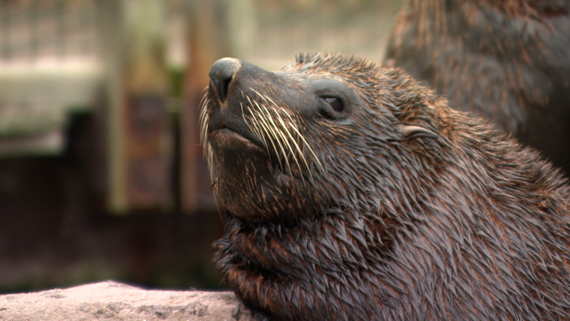 Bristol Zoo staff reflect on 'bittersweet' closure of iconic 186-year ...