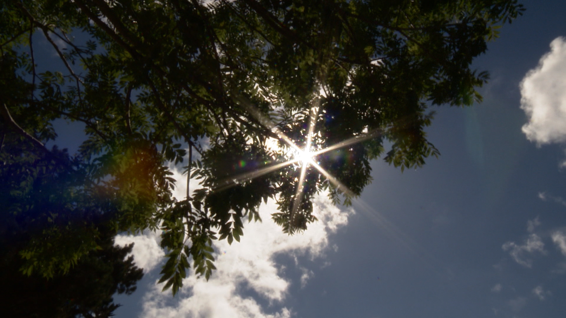 Guernsey Trees for Life on the lookout for more planting sites | ITV ...