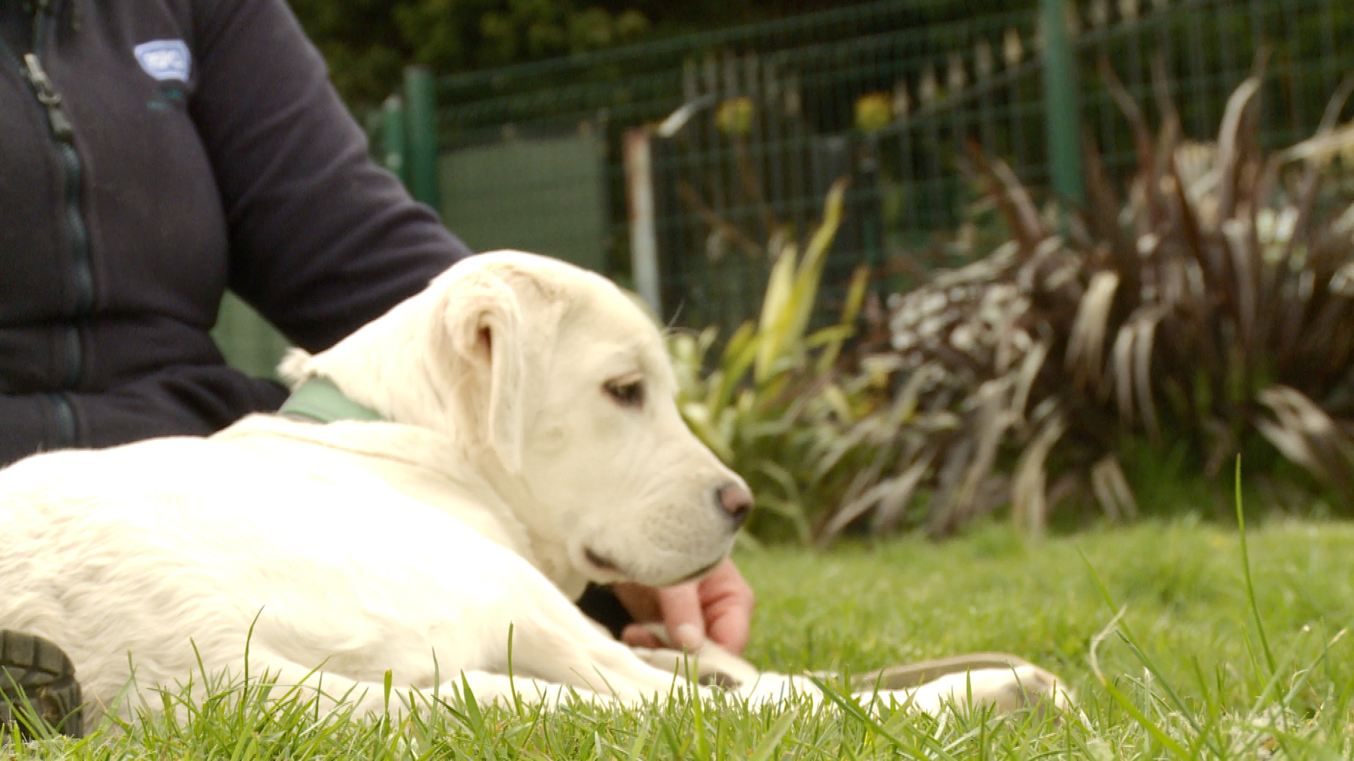 Warrington RSPCA centre that looks after neglected cats and dogs fights ...