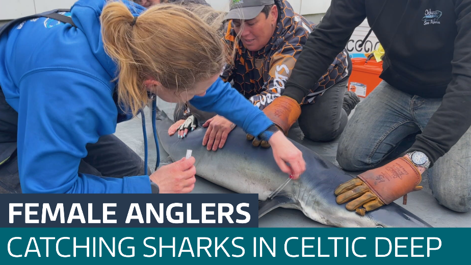 First female-only charter boat catch sharks in the Celtic Sea - Latest ...