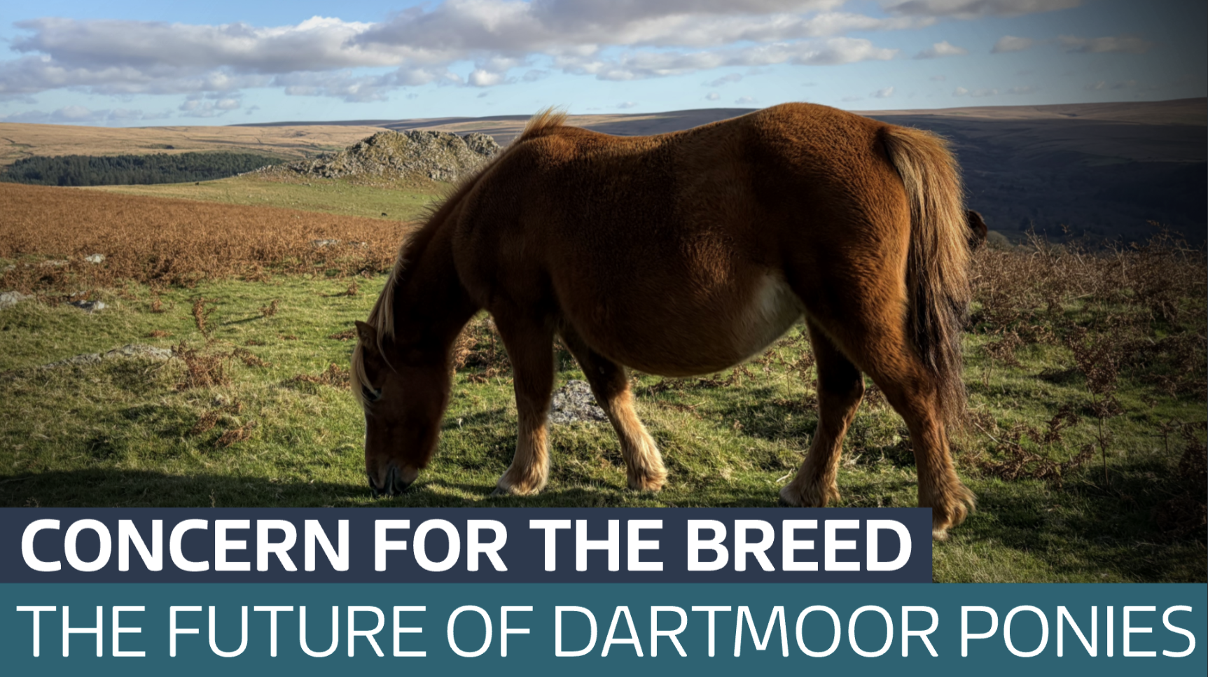 Row over future of endangered hill ponies on Dartmoor - Latest From ITV ...