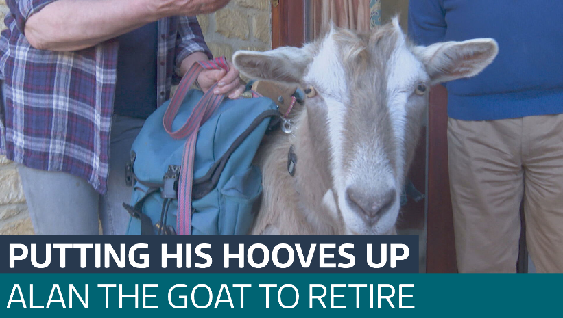 Meet the old goat who's been delivering eggs in Oxfordshire for more ...