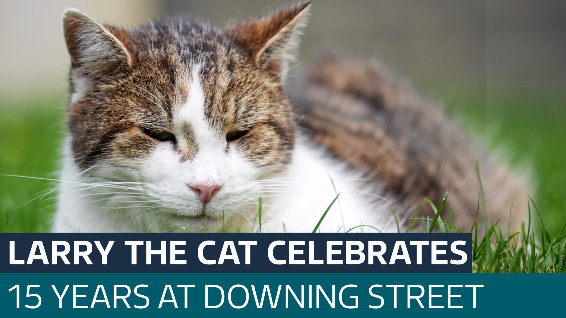 Larry the Cat is celebrating 15 years as Downing Street’s chief mouser ...
