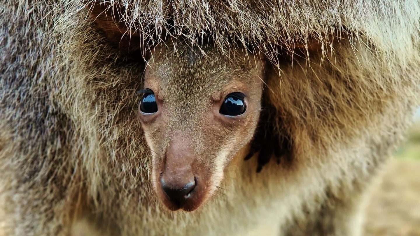 newborn wallaby