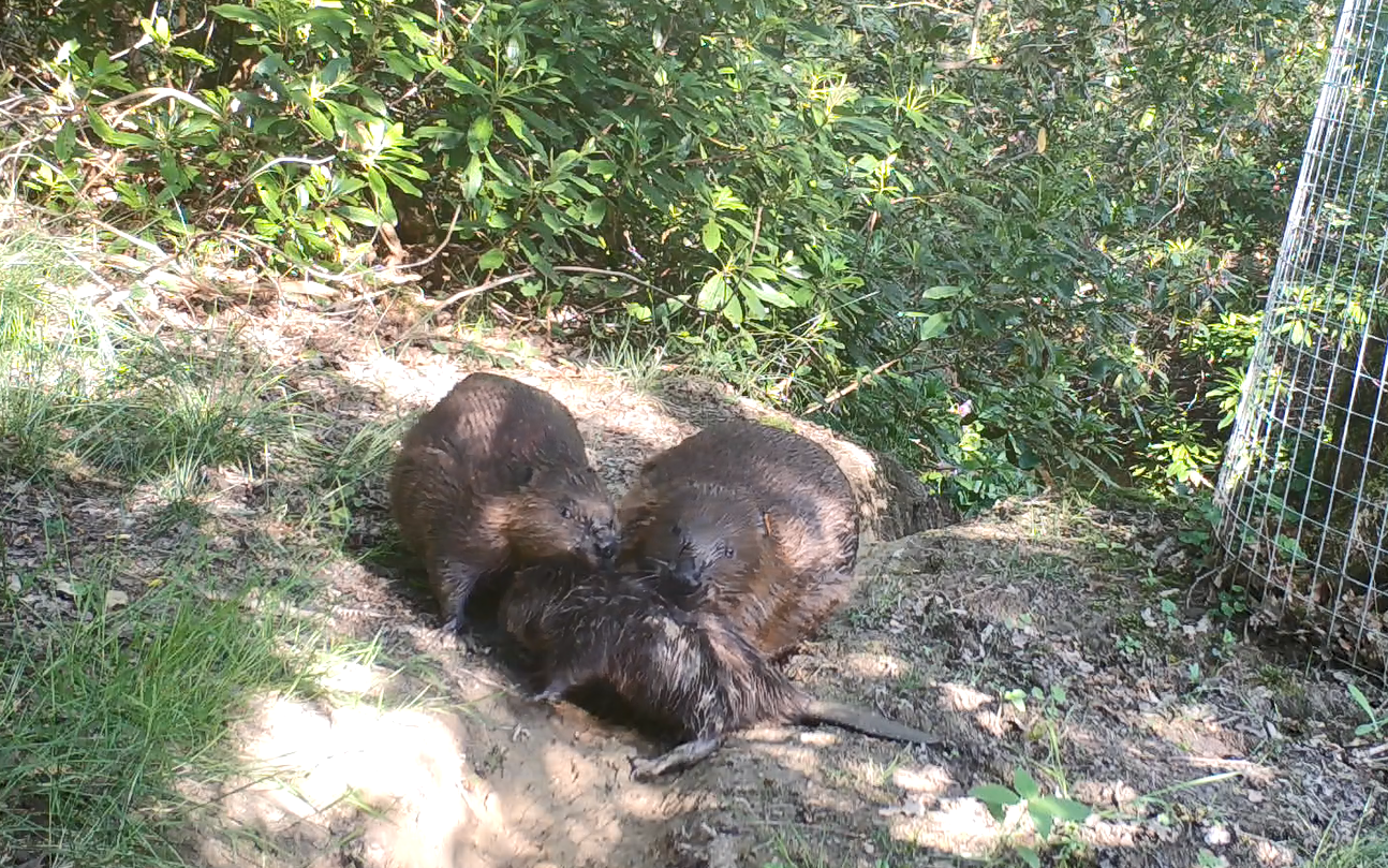 Cropton Forest welcomes birth of healthy baby beaver | ITV News Calendar
