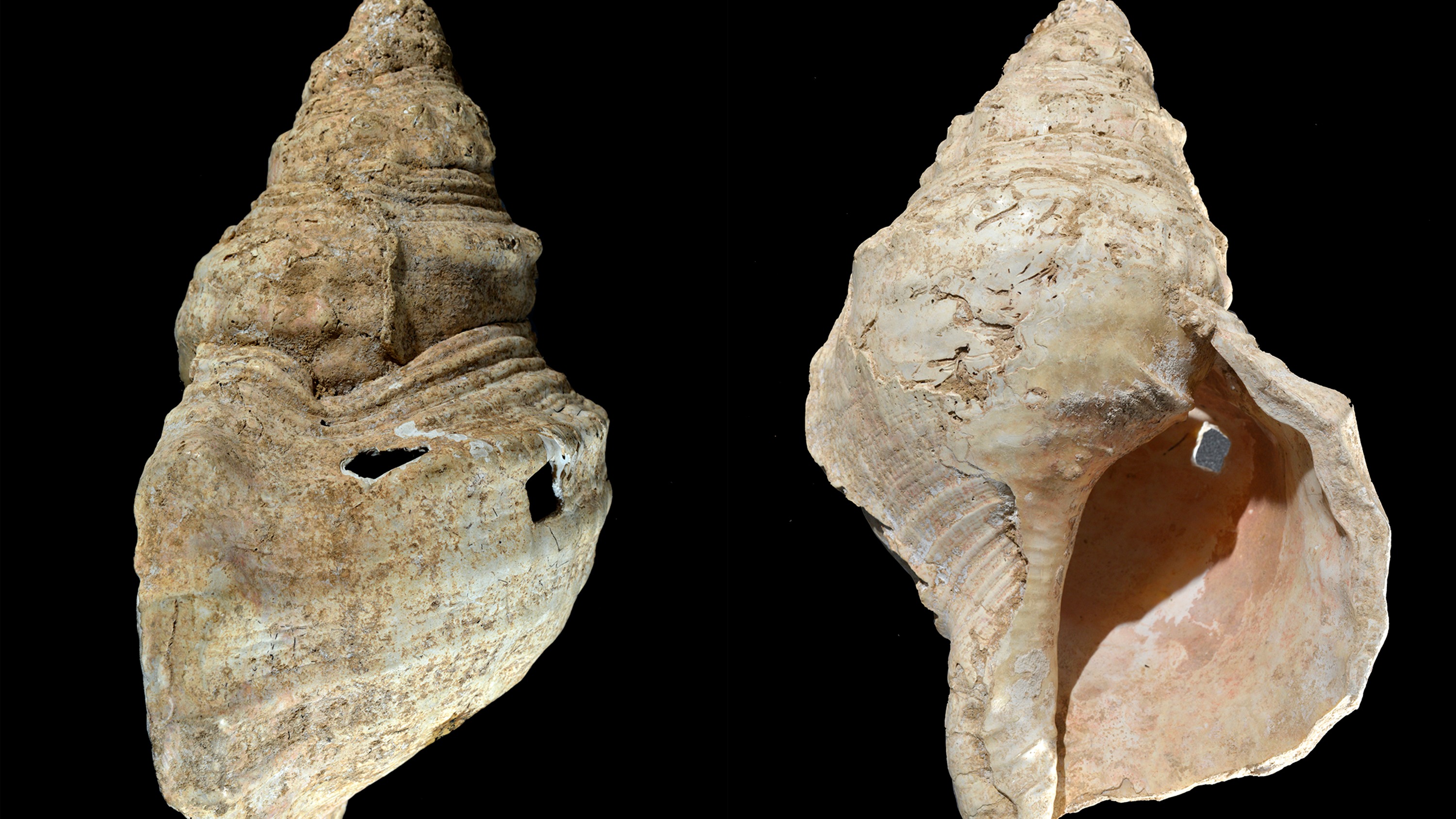 Forgotten conch shell found to be 18,000-year-old wind instrument | ITV ...