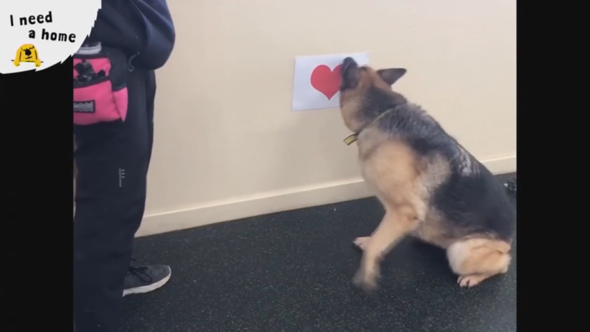 Can you help Kelly find love? Appeal to find dog her forever home | ITV ...