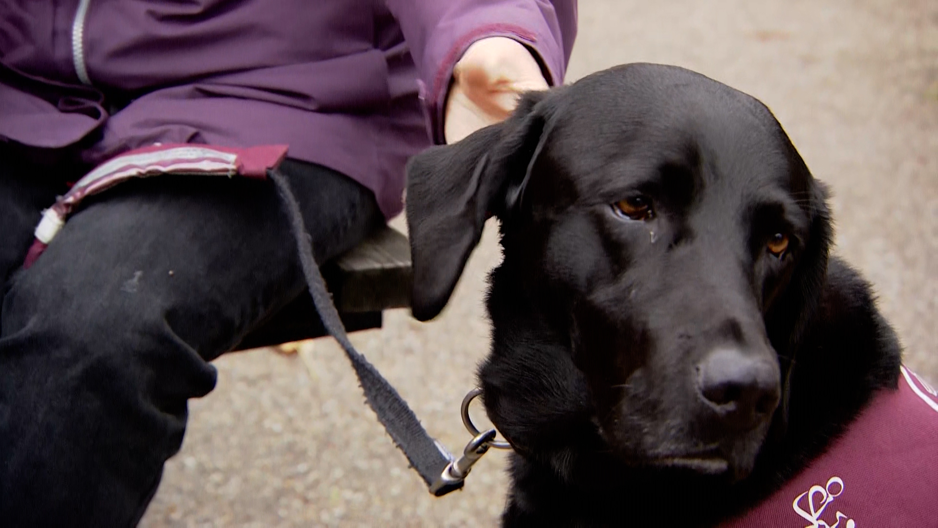 Deaf charity appeals for more volunteers after sharp increase in demand ...