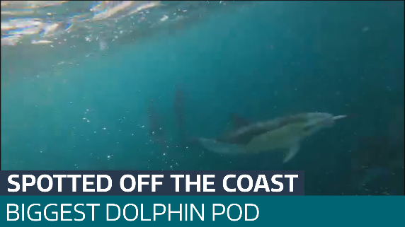 Amazing footage captures a pod of dolphins spotted swimming off the ...