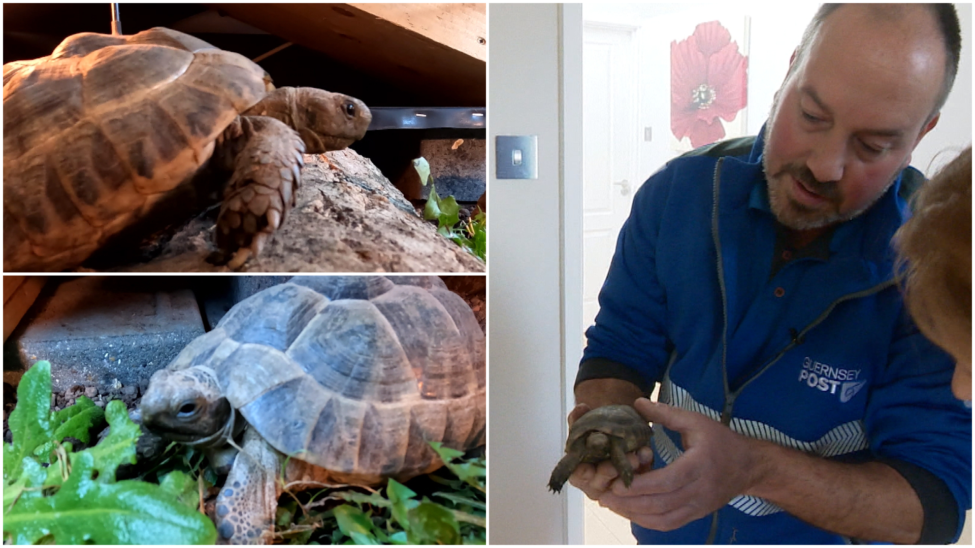 'I have my dad to blame': Meet the Guernsey man who owns and cares for ...