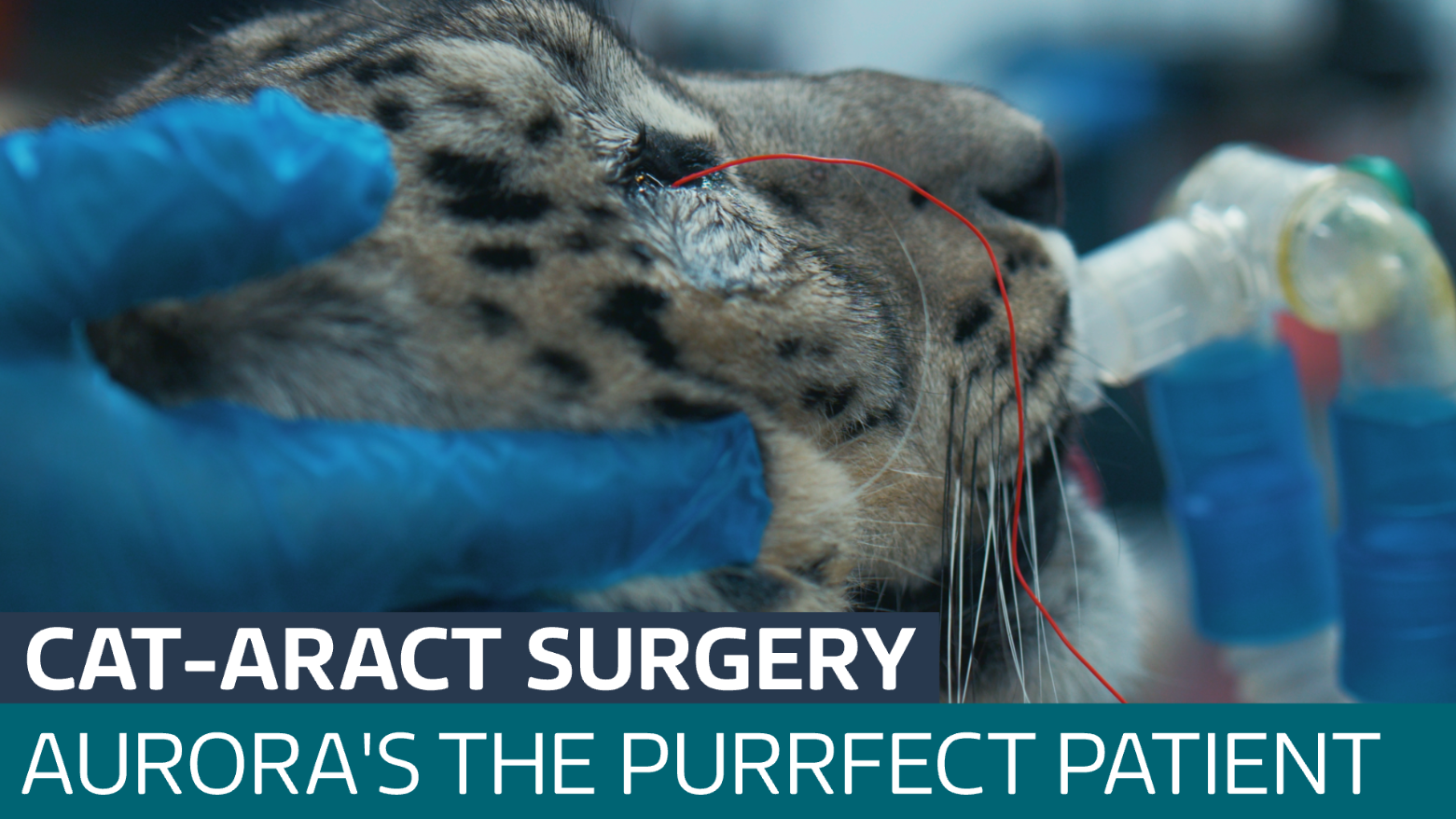 Snow leopard recovering well after 'nerve-racking' eye surgery at ...