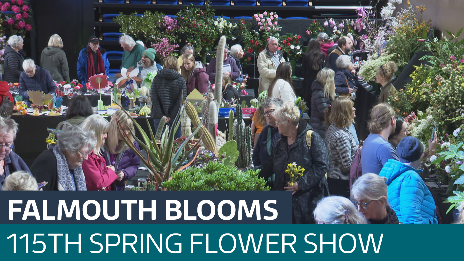 Falmouth blooms at 115th Spring Flower Show - Latest From ITV News