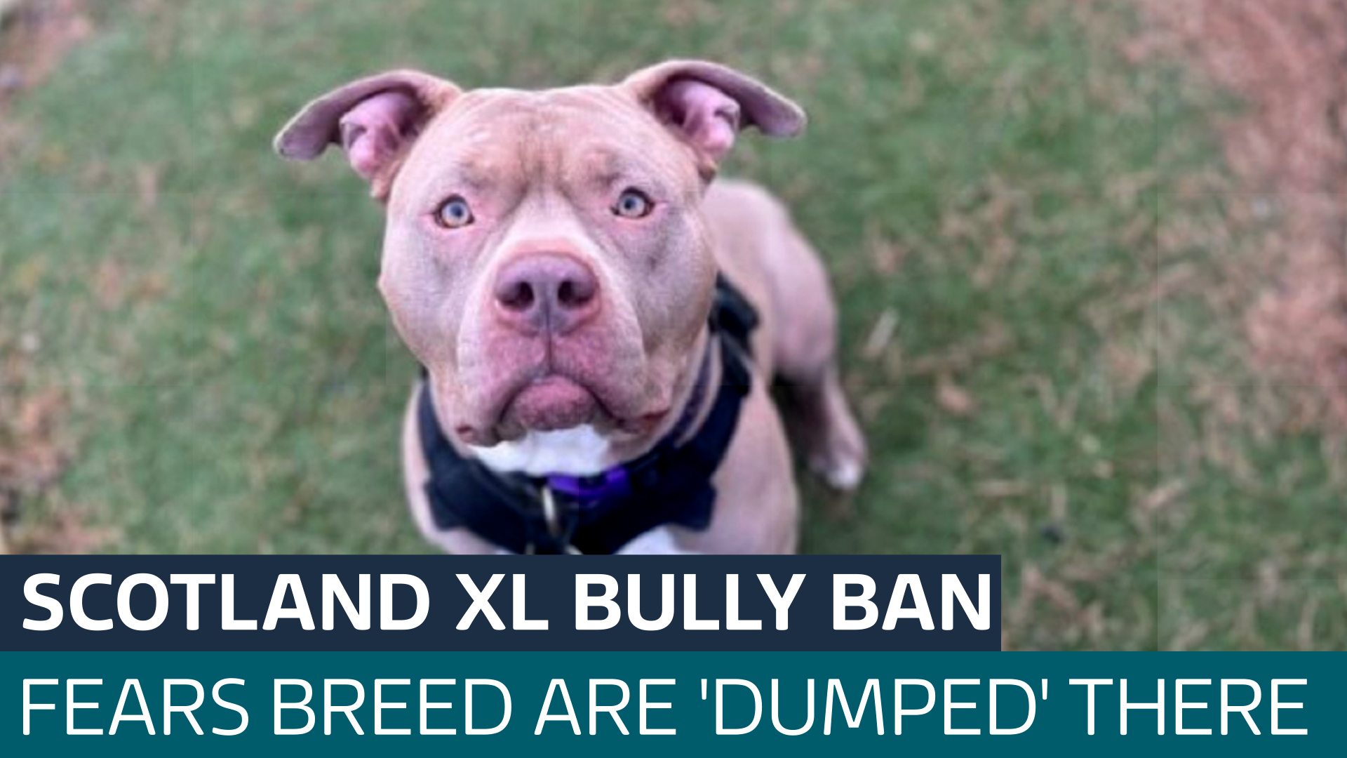 New law banning XL Bully dogs in Scotland to come into force tomorrow ...