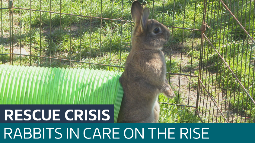 A rescue centre says the number of rabbits coming into its care is on ...