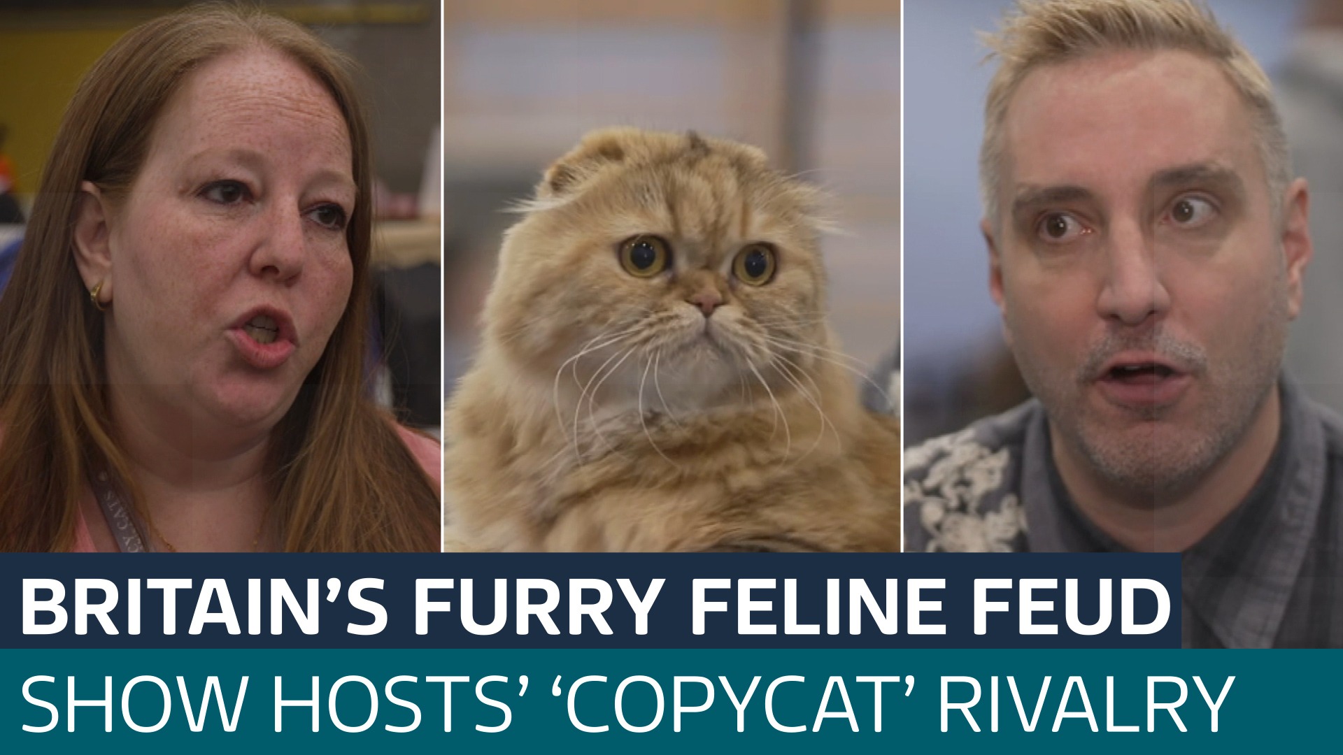 Inside the bitter feud between rival cat show hosts - Latest From ITV News
