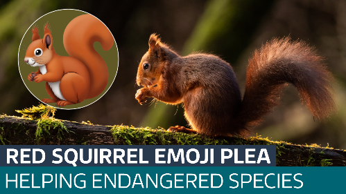 Campaigners in bid for emoji to protect threatened red squirrel ...