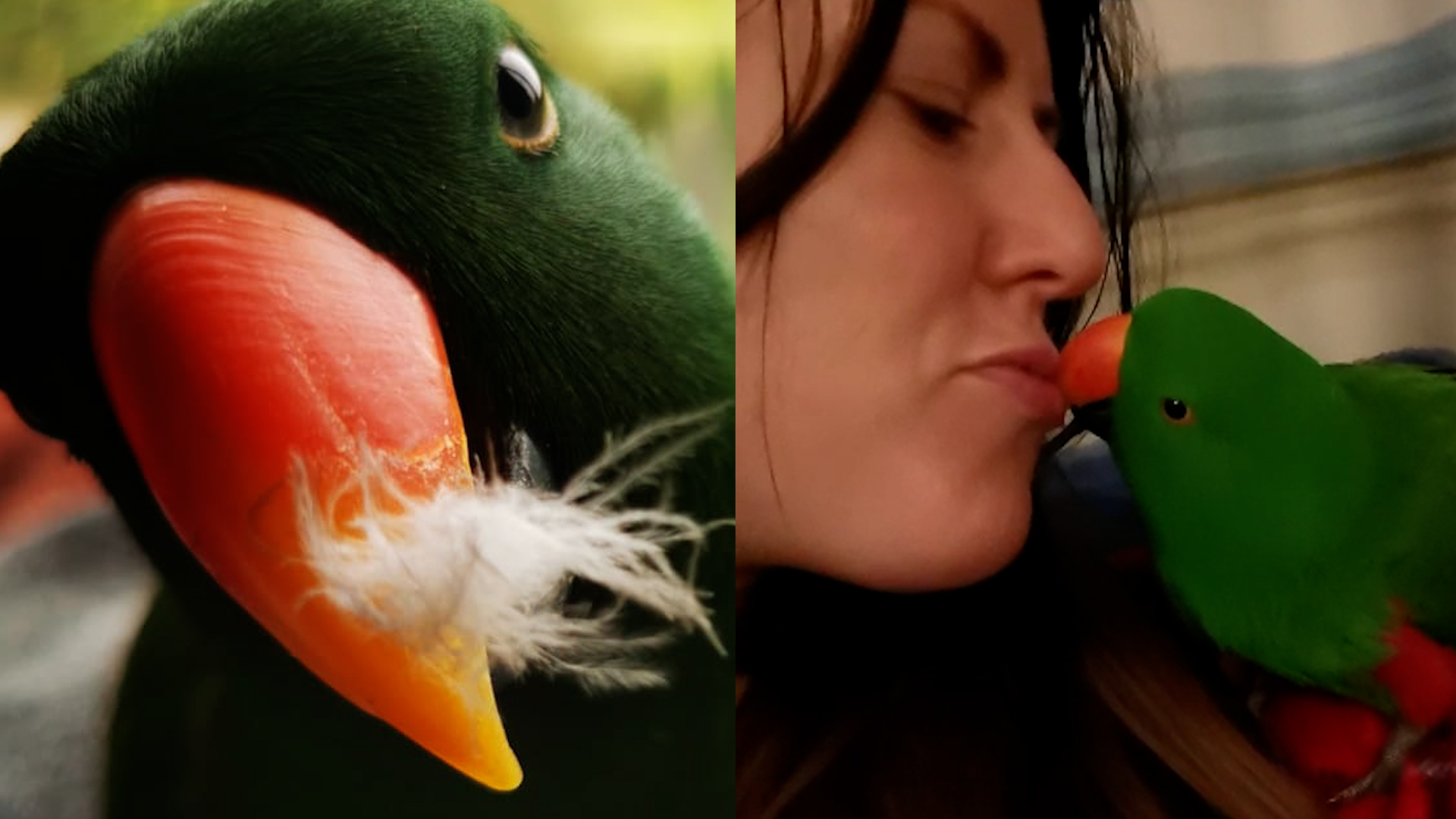 Missing Fermanagh parrot 'loved immensely,' says owner as PSNI make ...
