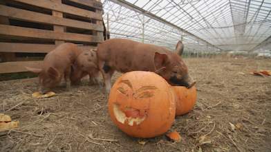 Guernsey farm feeds pre-loved pumpkins to its peckish piglets - Latest ...