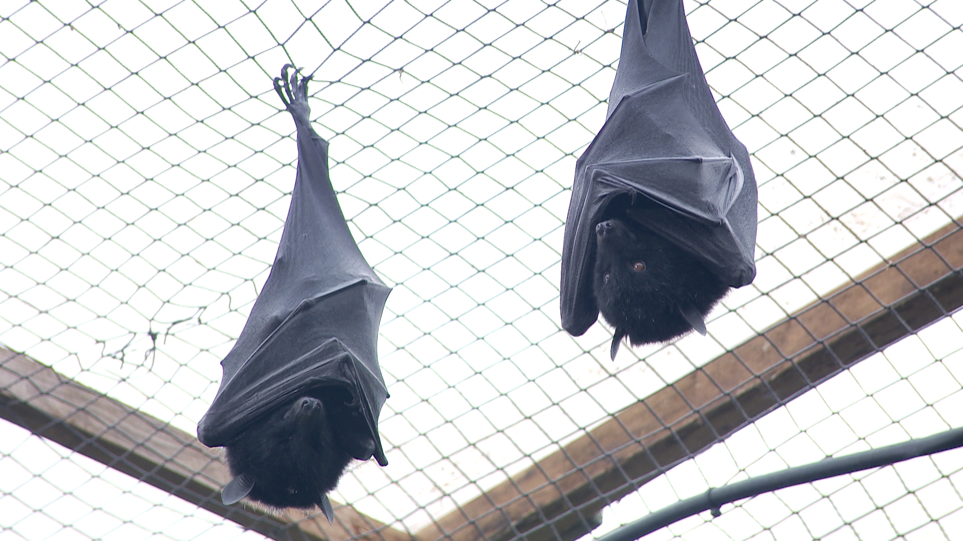 People think bats are 'more beautiful' after watching video of them ...