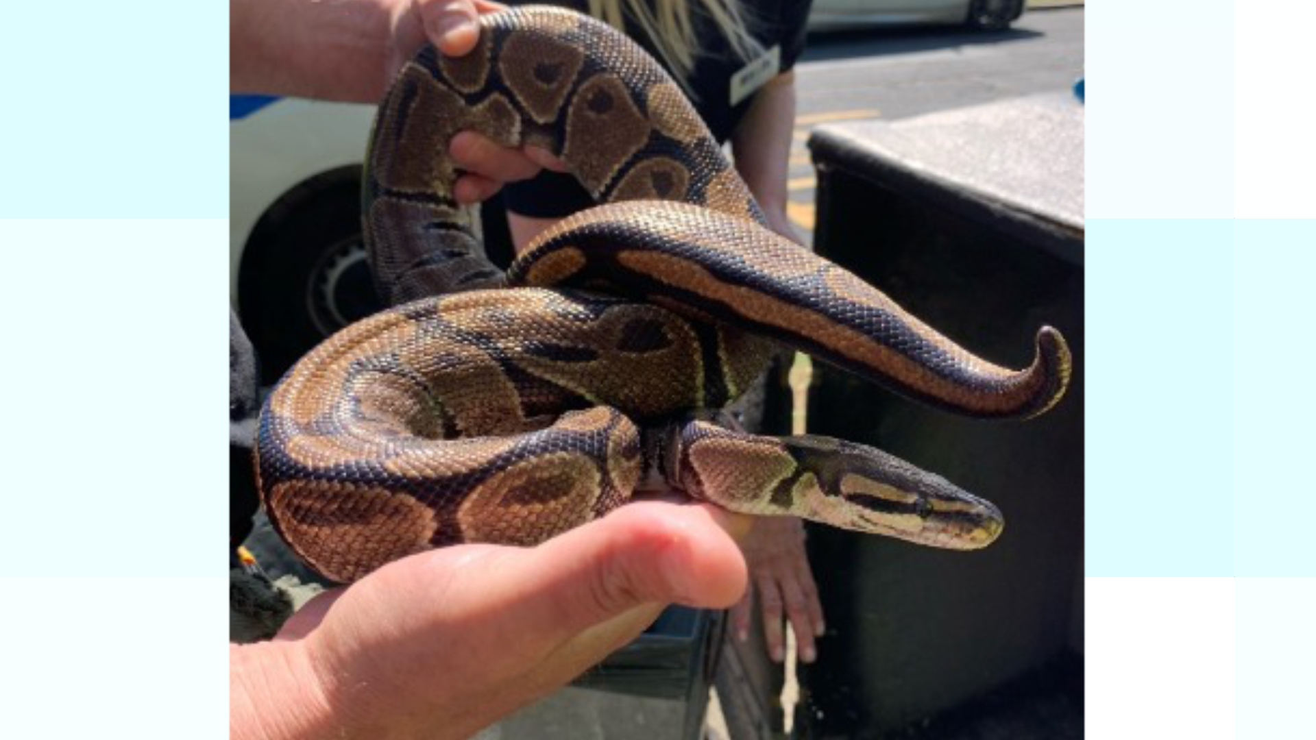 Scarborough man banned from owning reptiles after dumping three pythons ...