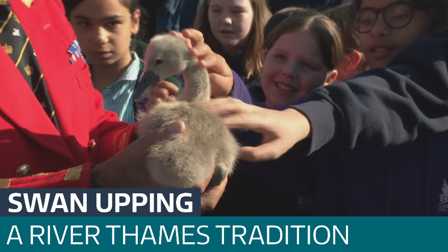 The annual five-day ceremony counting swans along the River Thames ...