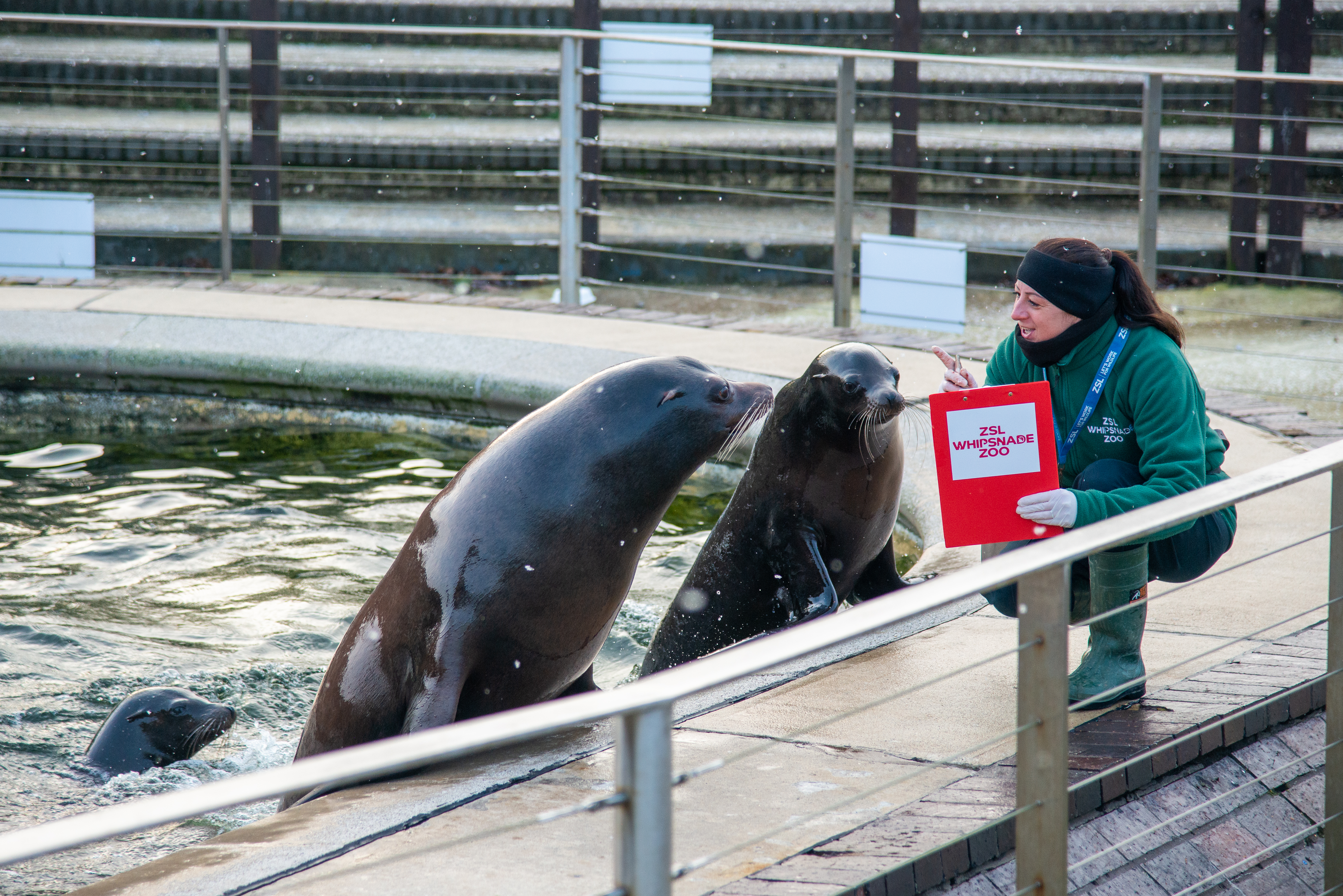 Zookeepers at Whipsnade conduct biggest task of the year behind closed ...